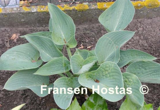 Hosta Gentle Giant - Fransen Hostas